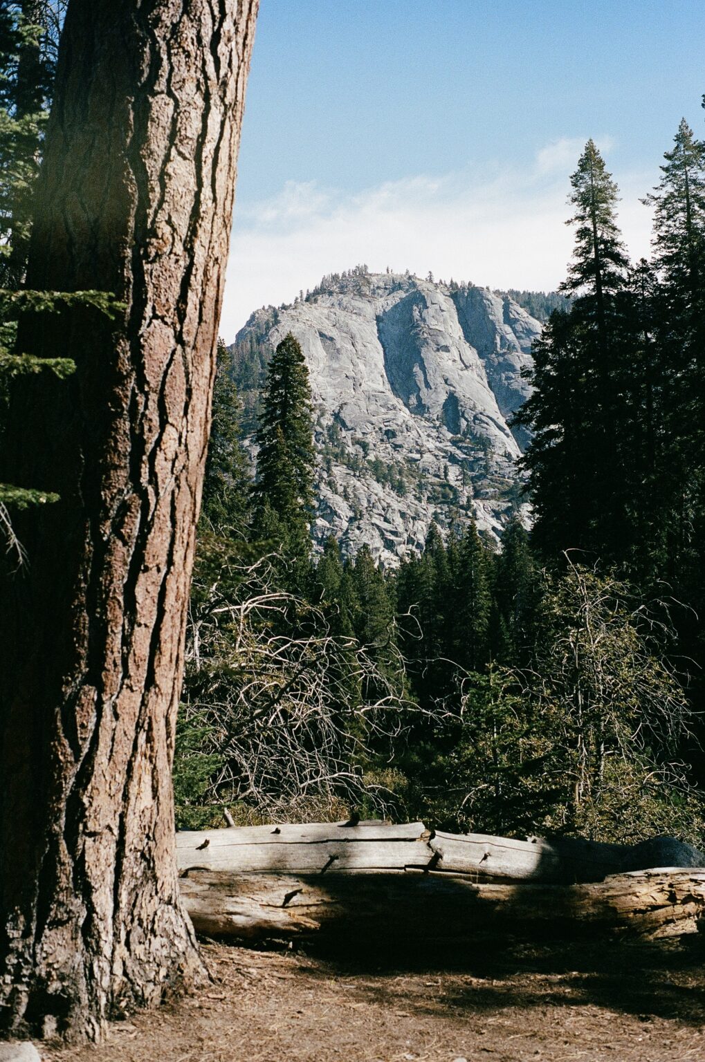 Hiking in Sequoia National Park: Top 3 Hikes You Need to Do - The Swissters